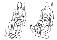 Quadriceps Archives - Krachttraining.info